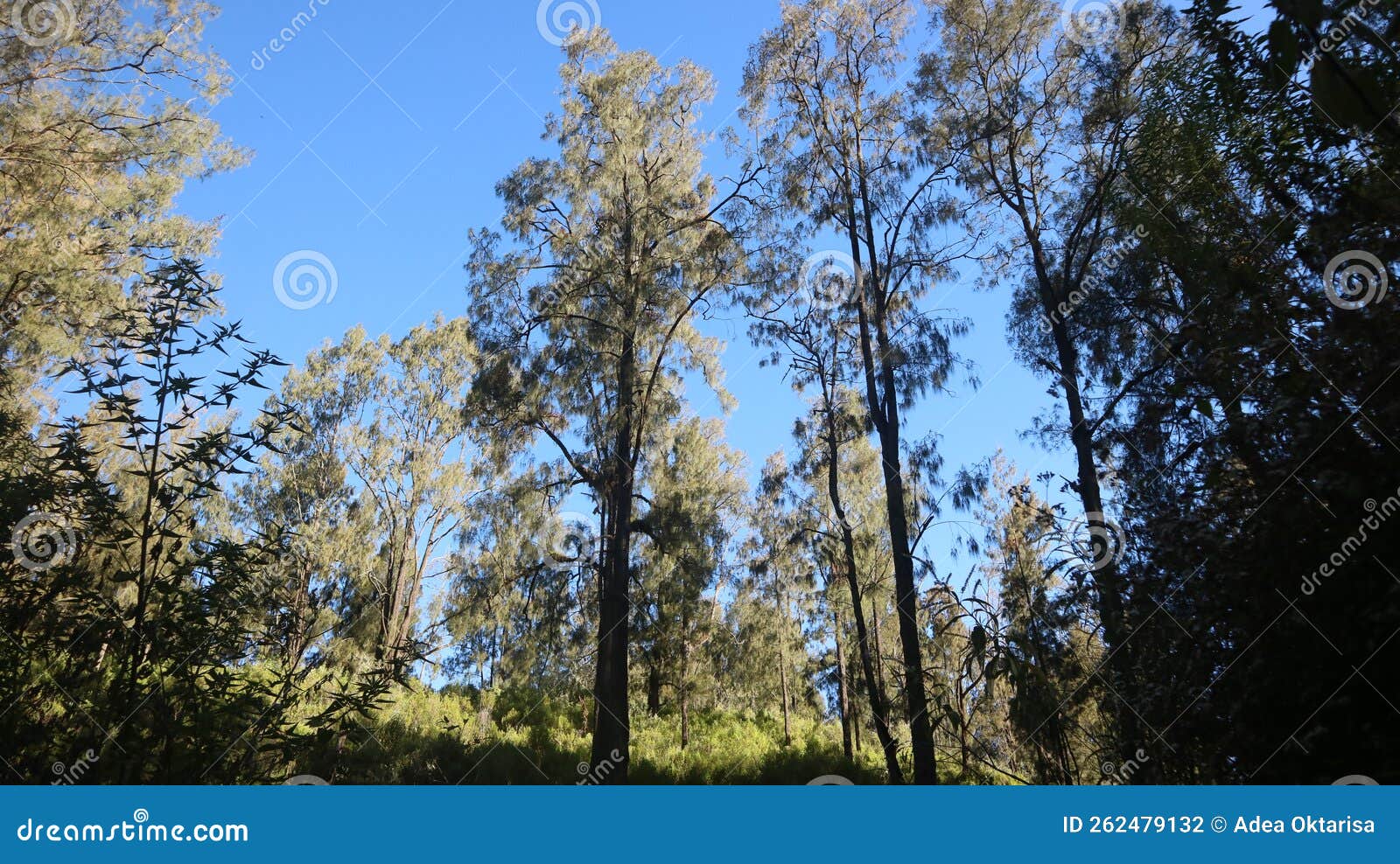 Forest on Mount Argopuro, East Java Stock Photo - Image of mount, java ...