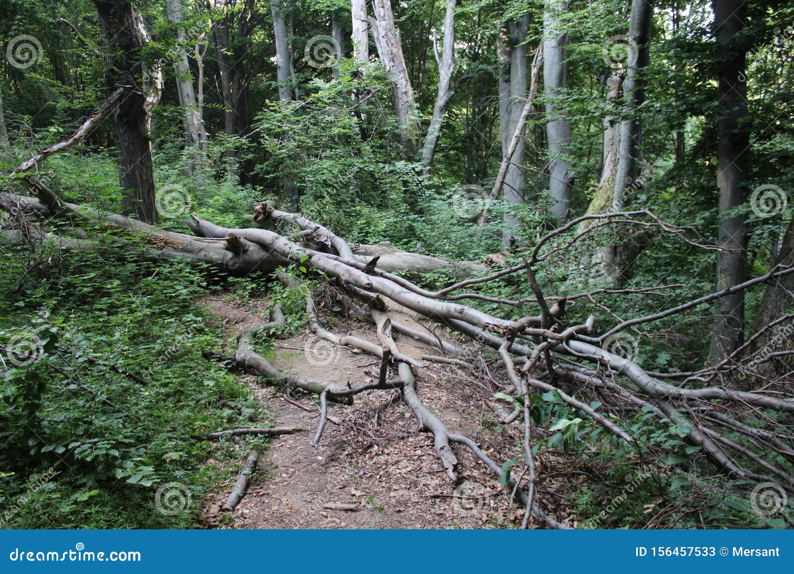 A forest in Mount Bukk stock image. Image of natural - 156457533