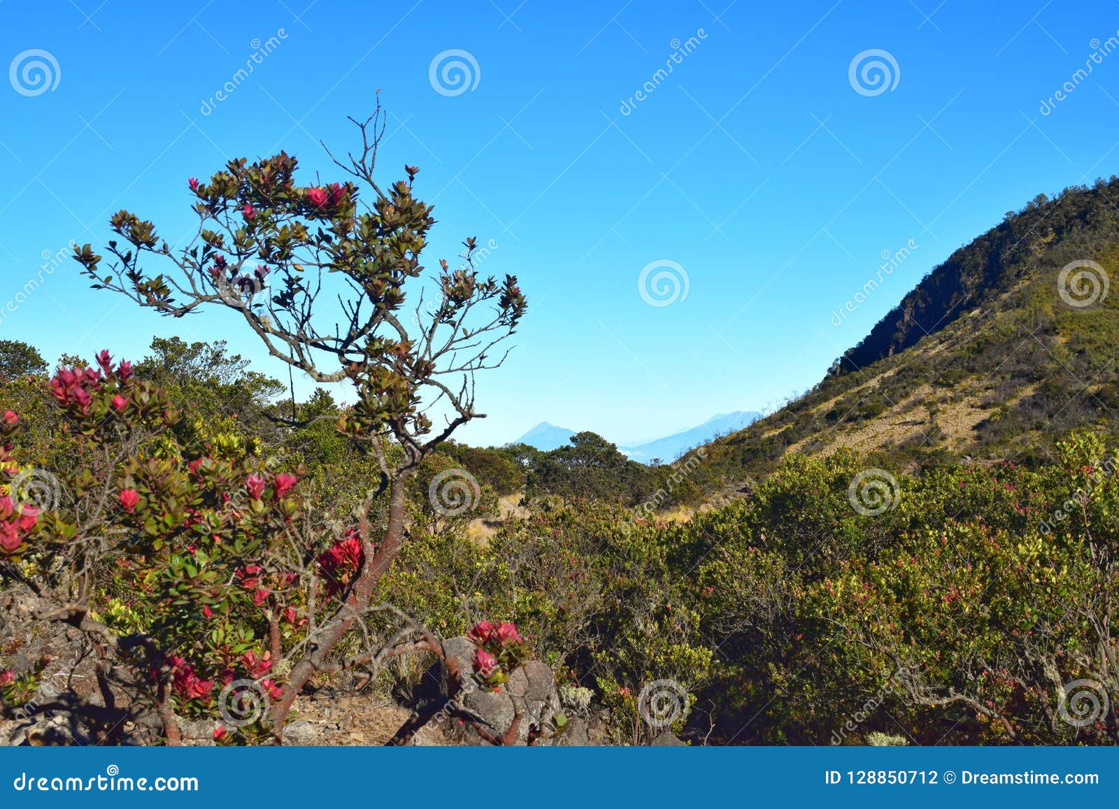 Forest on Mount Lawu, Central Java, Indonesia Stock Photo - Image of ...