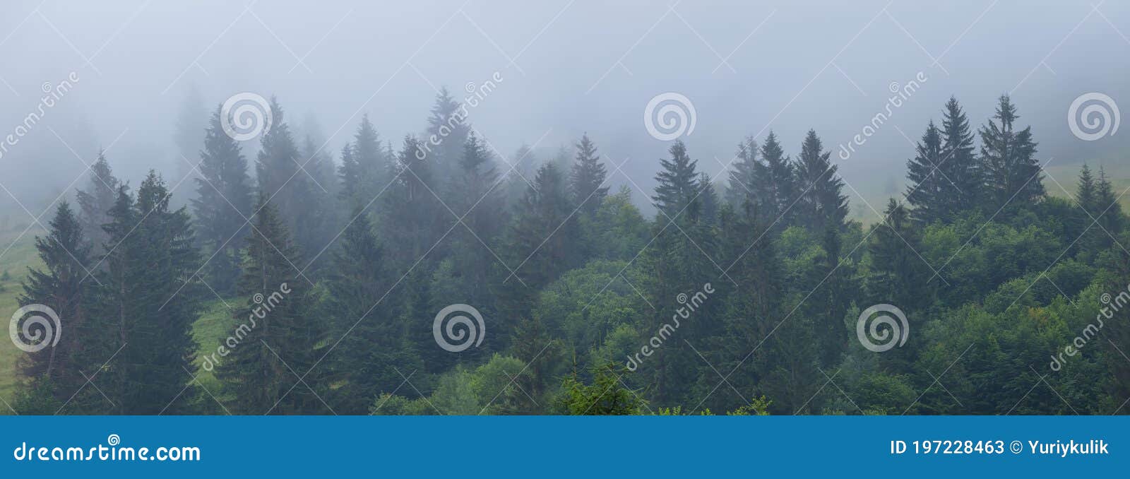 Forest on a Mount Slope in a Dense Mist Stock Image - Image of ...