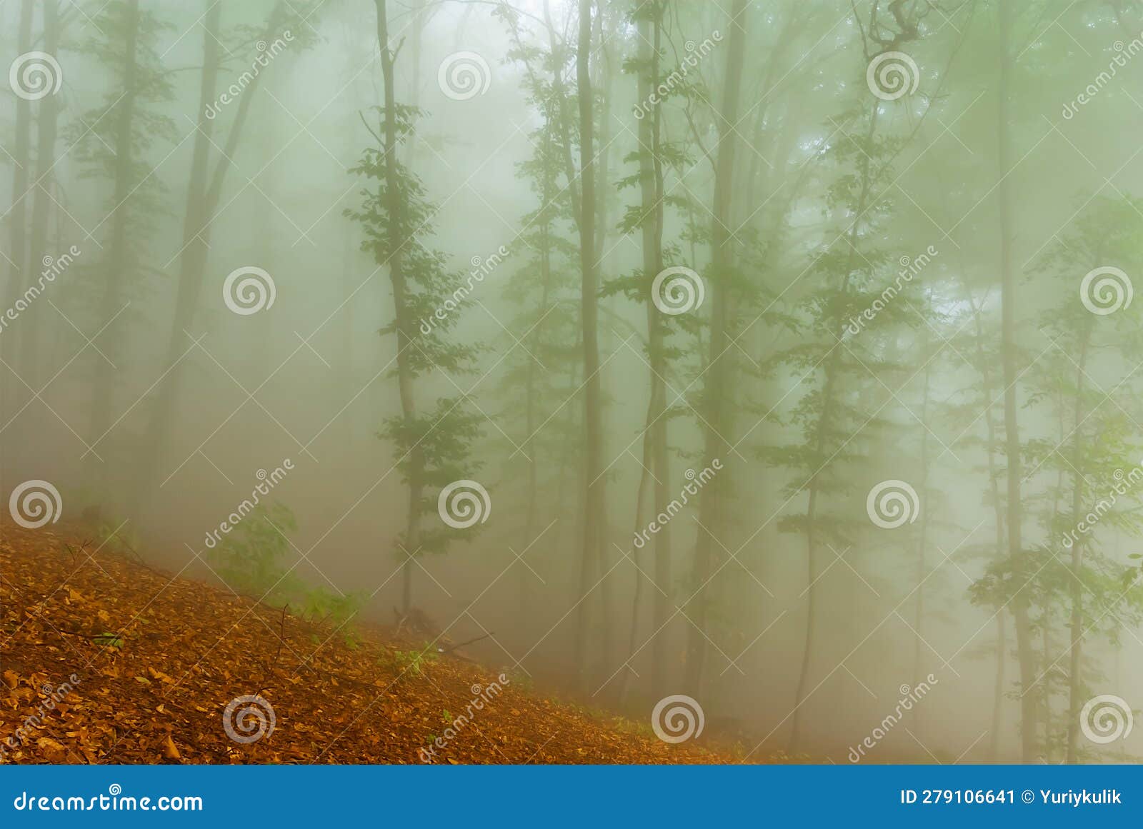 Forest on Mount Slope in Dense Mist Stock Image - Image of panoramic ...