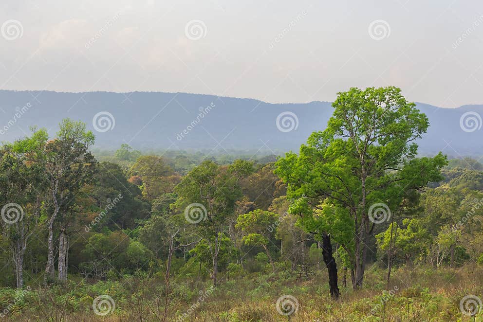 Forest with Mountain Behind Stock Photo - Image of scene, green: 51131910