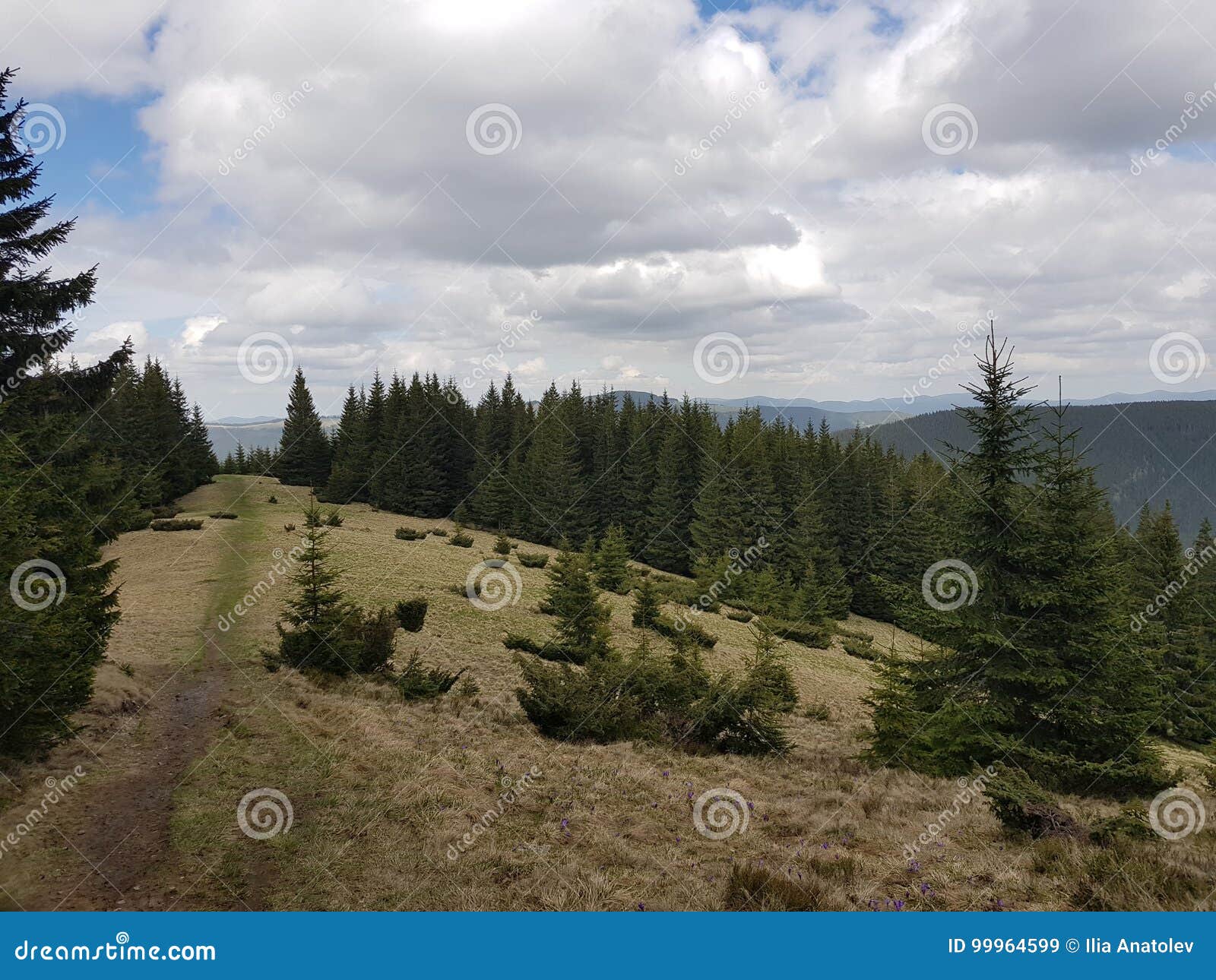Forest and Mountain of Goverla Stock Image - Image of green, clouds ...