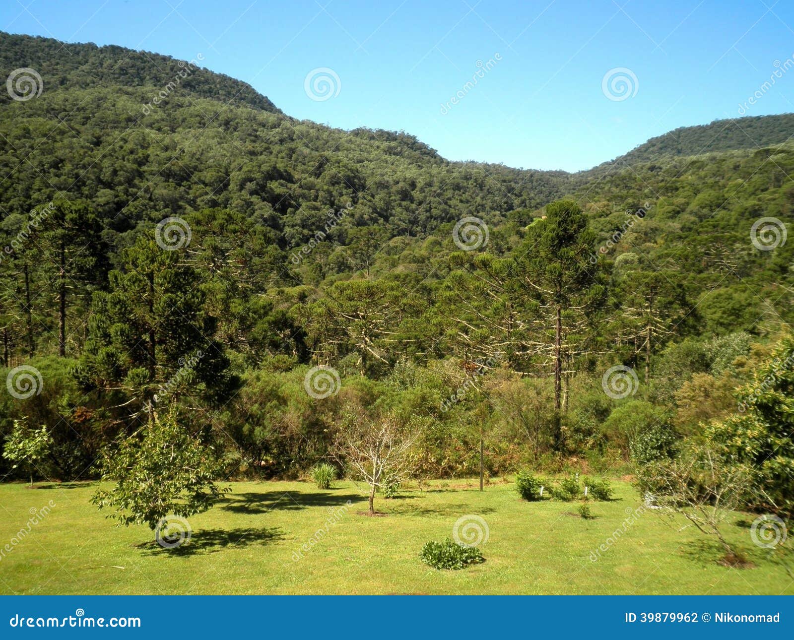Forest Mountain Nature Brazil Stock Photo - Image of blue, countryside ...