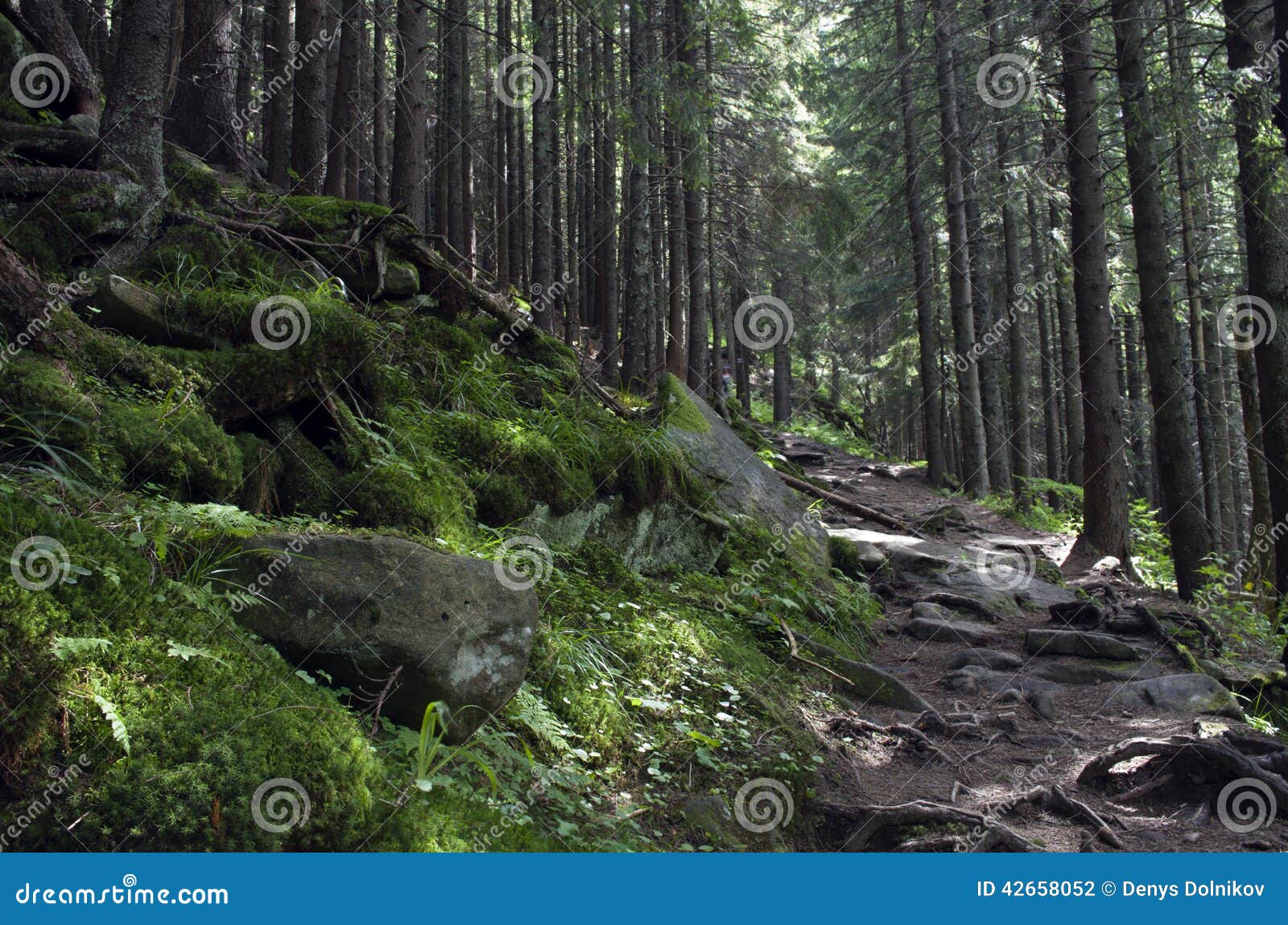 Forest mountain path stock photo. Image of landscape - 42658052
