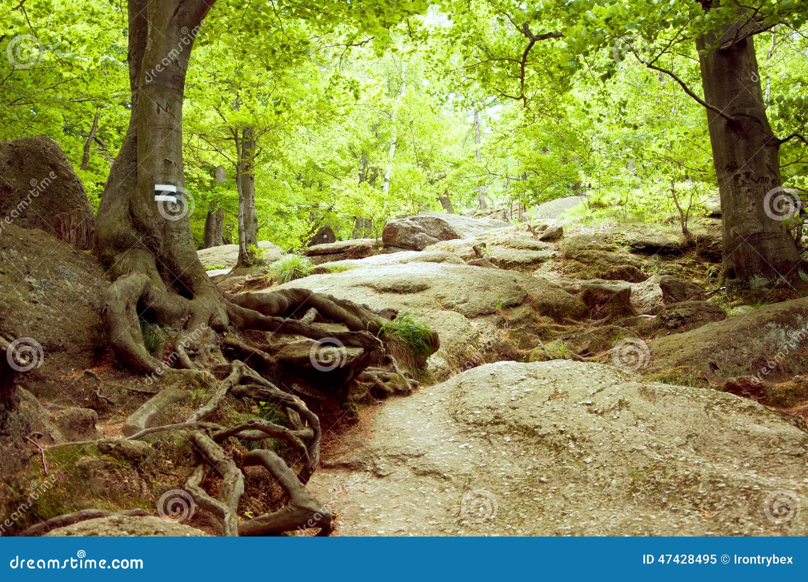 Forest mountain path stock image. Image of mountain, floor - 47428495
