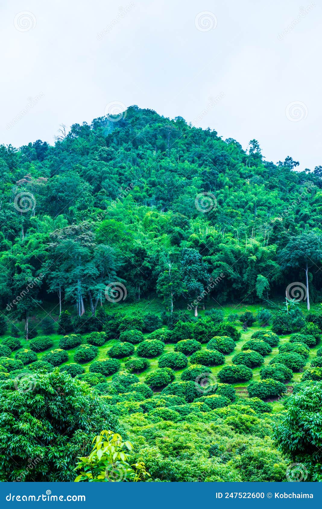 Forest on Mountain at Sa Moeng District Stock Photo - Image of chiang ...
