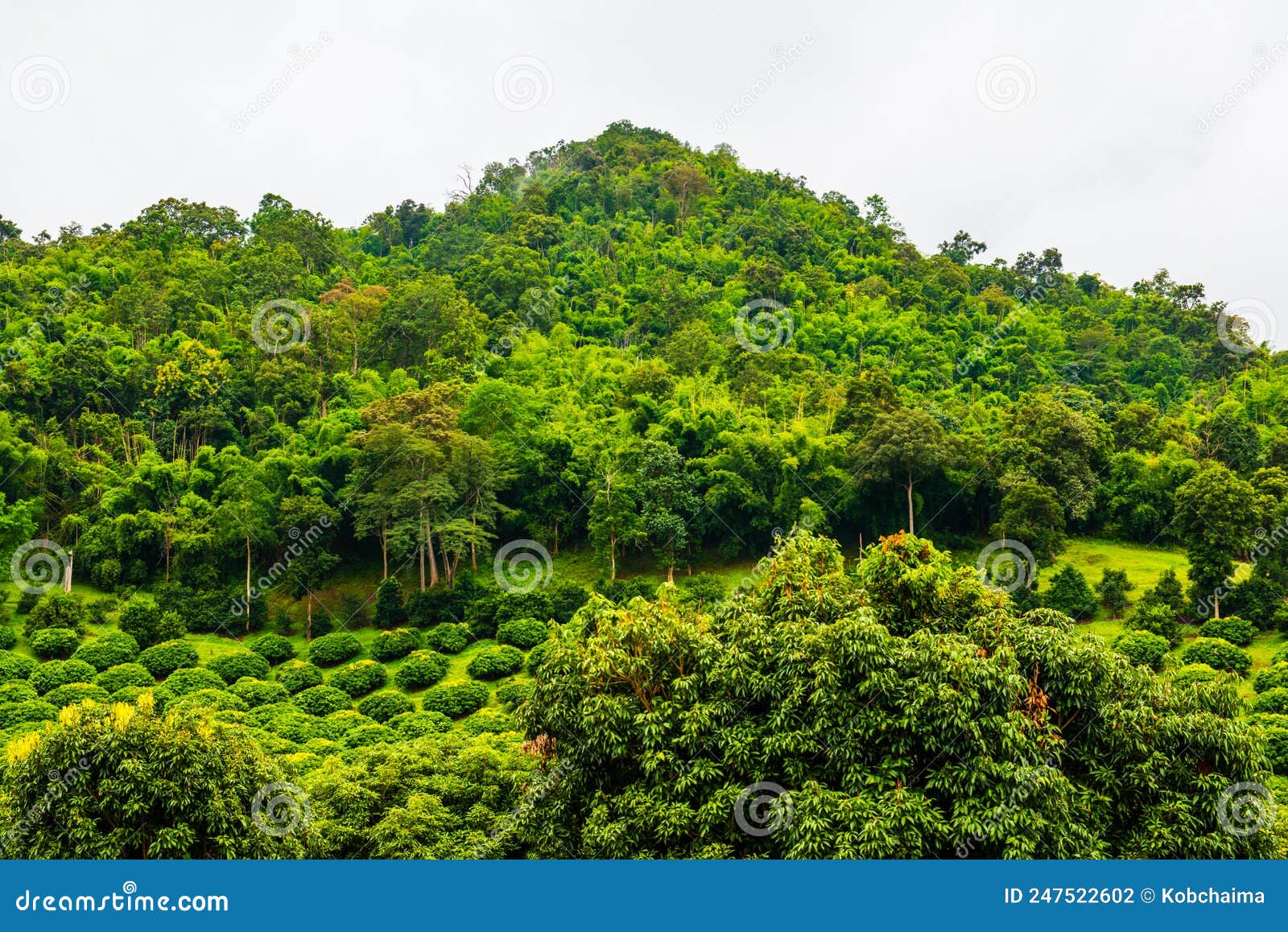 Moeng Stock Photos - Free & Royalty-Free Stock Photos from Dreamstime