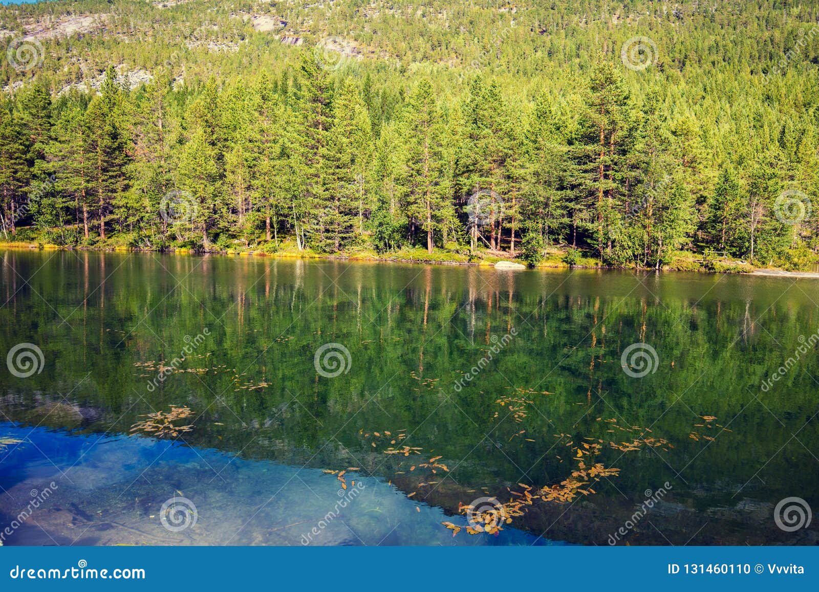 Forest on the Mountain Shore of the Lake Stock Photo - Image of ...