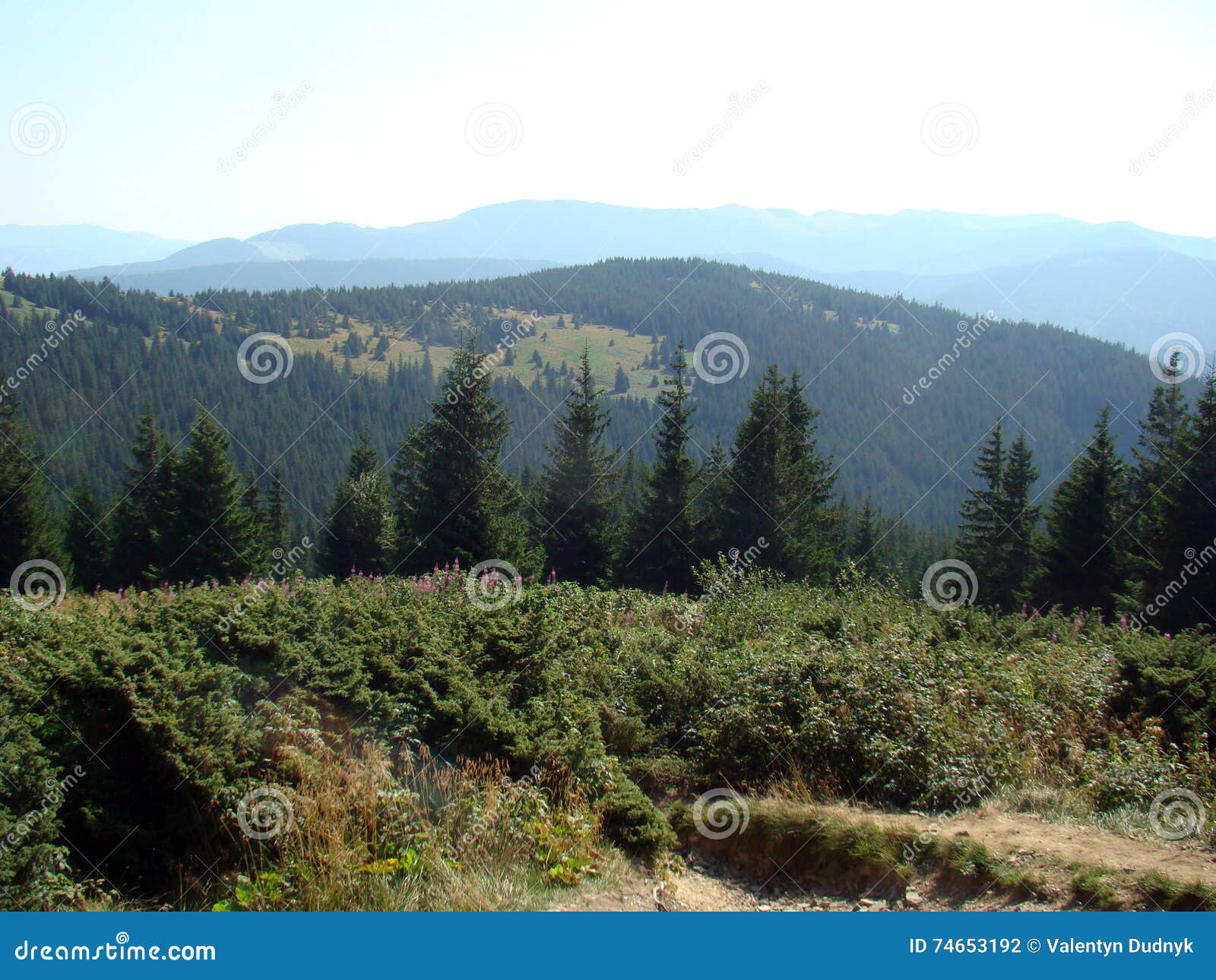 Forest on the Mountain Slopes. Stock Photo - Image of slopes, bushes ...