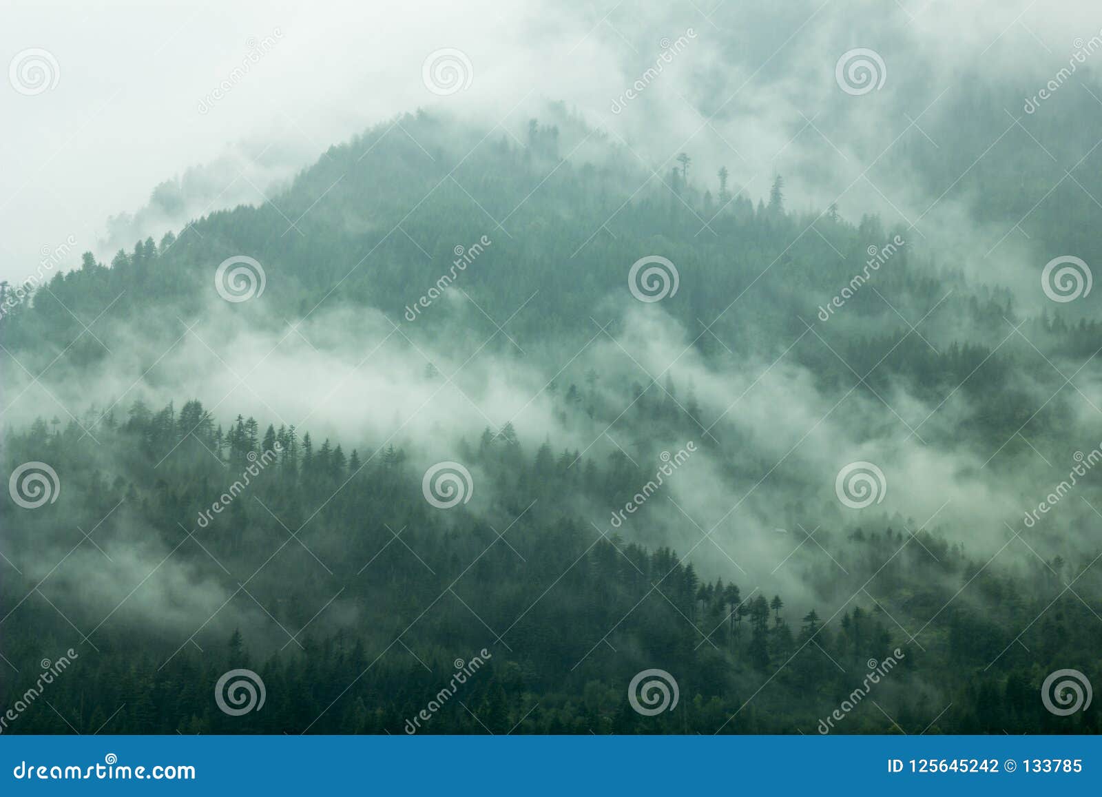 Forest on a Mountain in a Strong Fog Stock Photo - Image of clouds ...