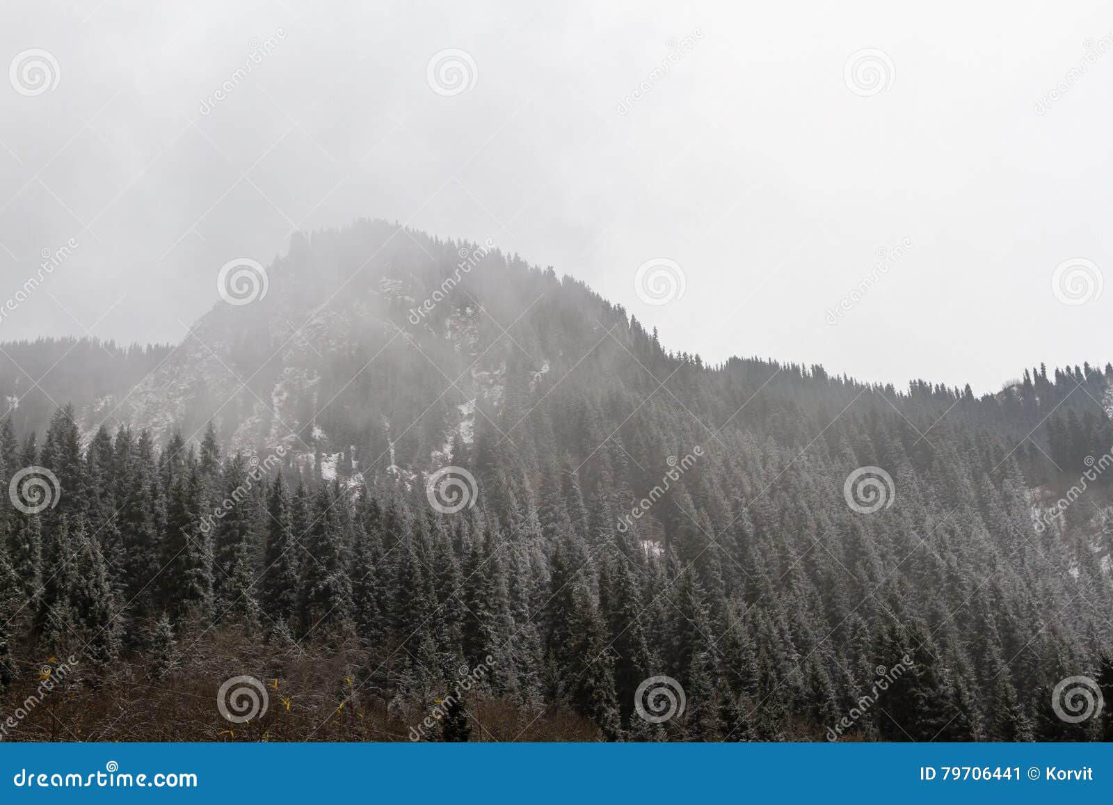 Forest on a mountain top stock image. Image of environmental - 79706441