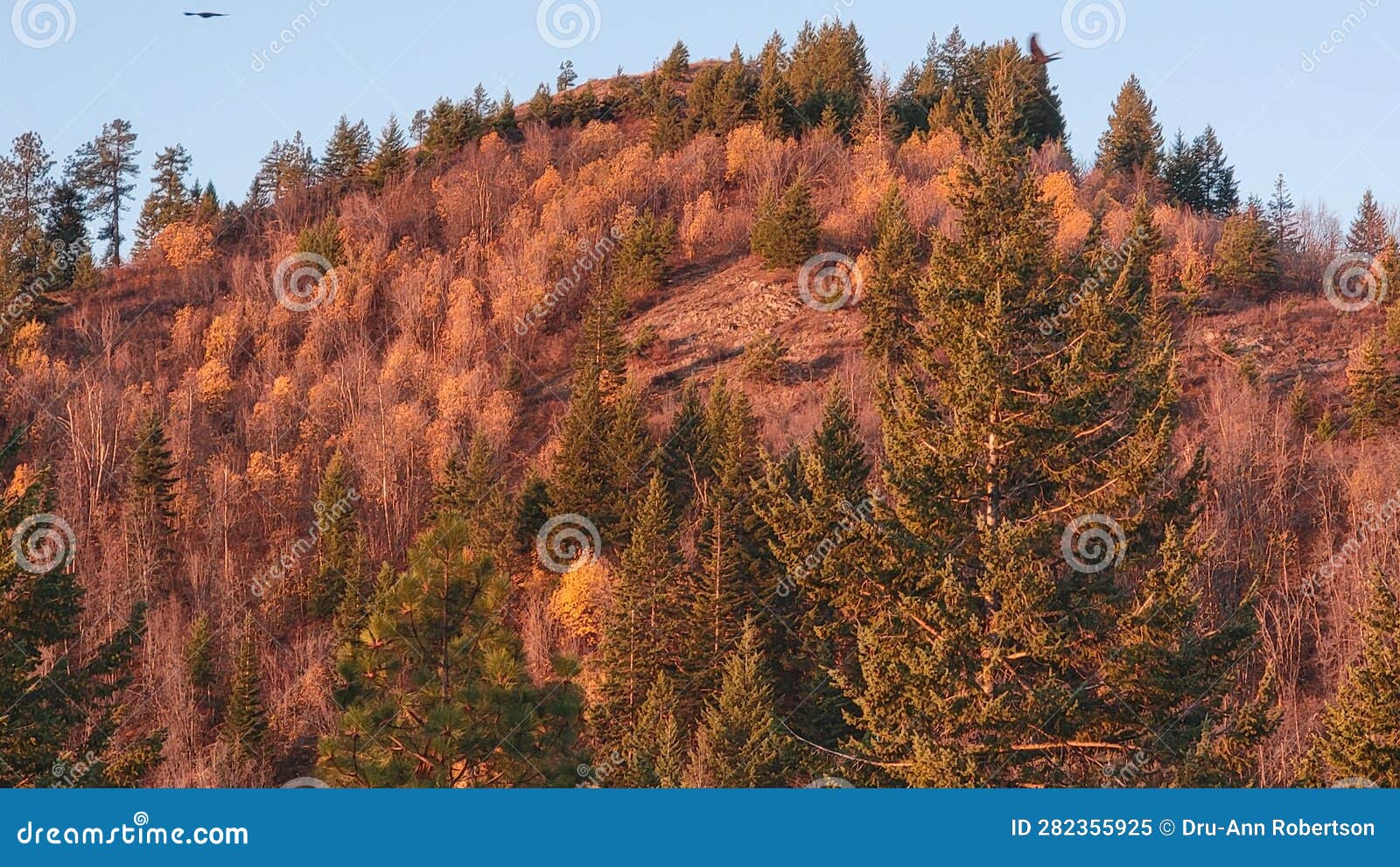 Forest Mountain Top with Full Exposed Sun in Fall Stock Image - Image ...