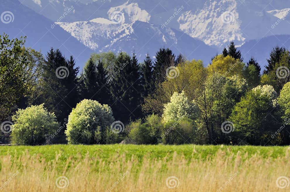 Forest and mountains stock image. Image of greens, foliage - 13377101