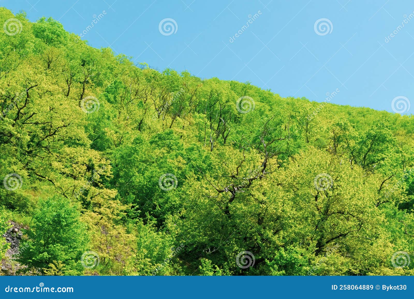 Trees Grow at an Angle in a Mountain Forest. Stock Image - Image of ...