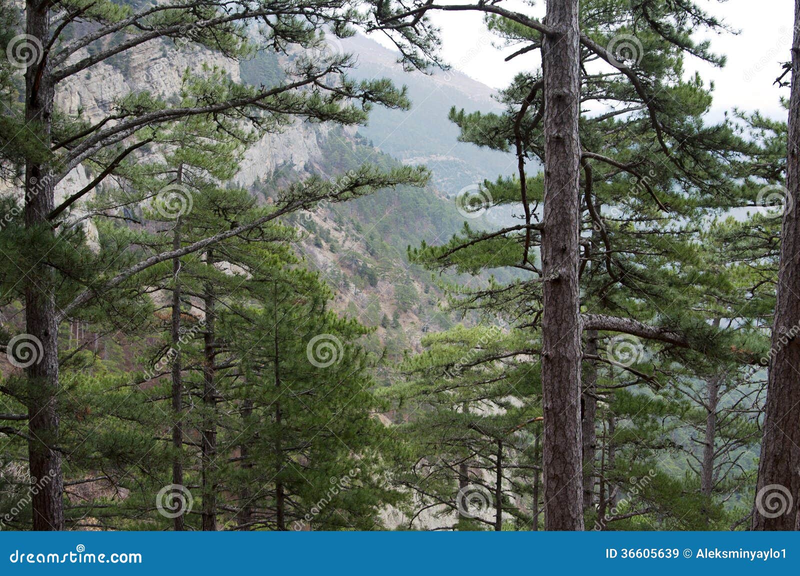 Forest in the Mountains. Crimea Stock Image - Image of banks ...