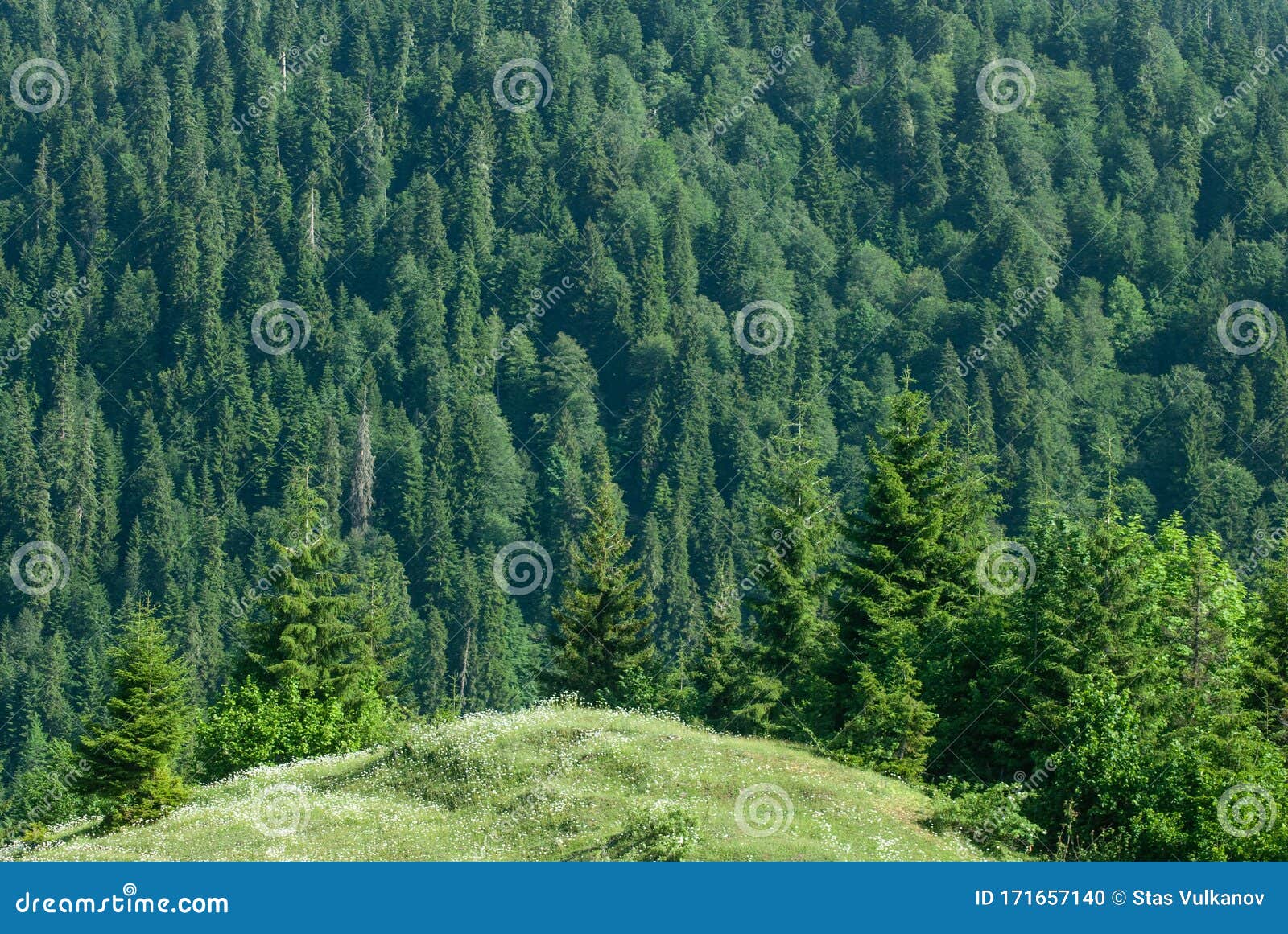 Forest in the Mountains, Full Screen Forest Stock Photo - Image of ...