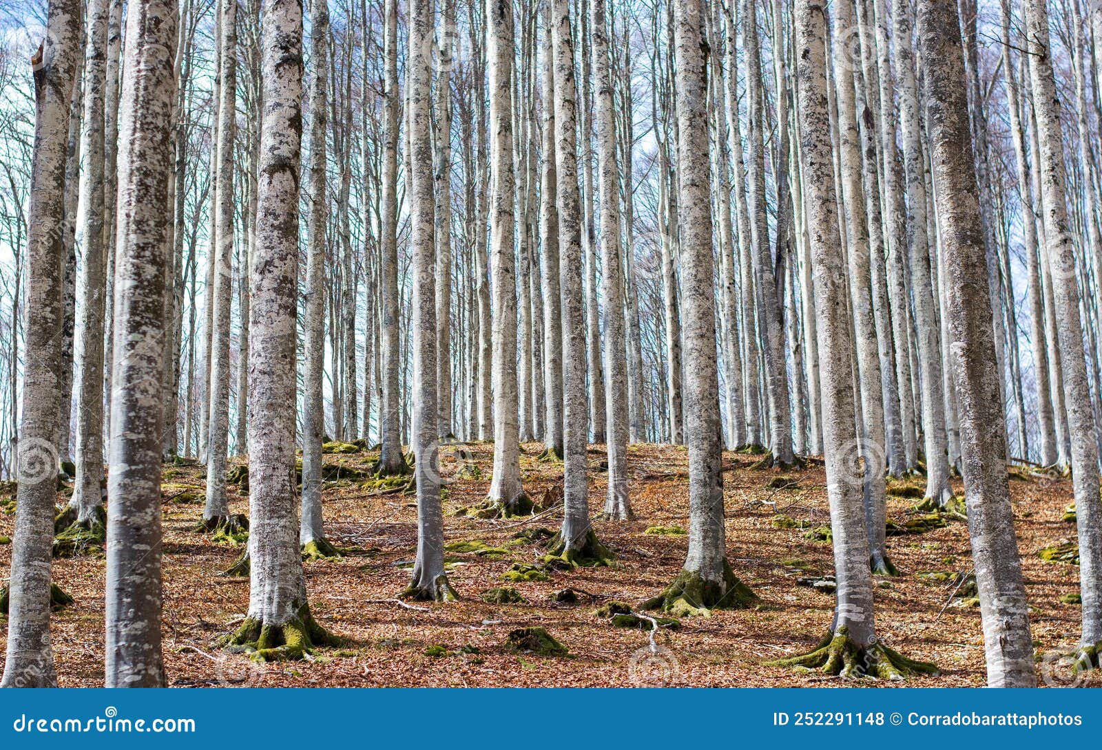 The Forest in the Mountains Now without Leaves Stock Photo - Image of ...