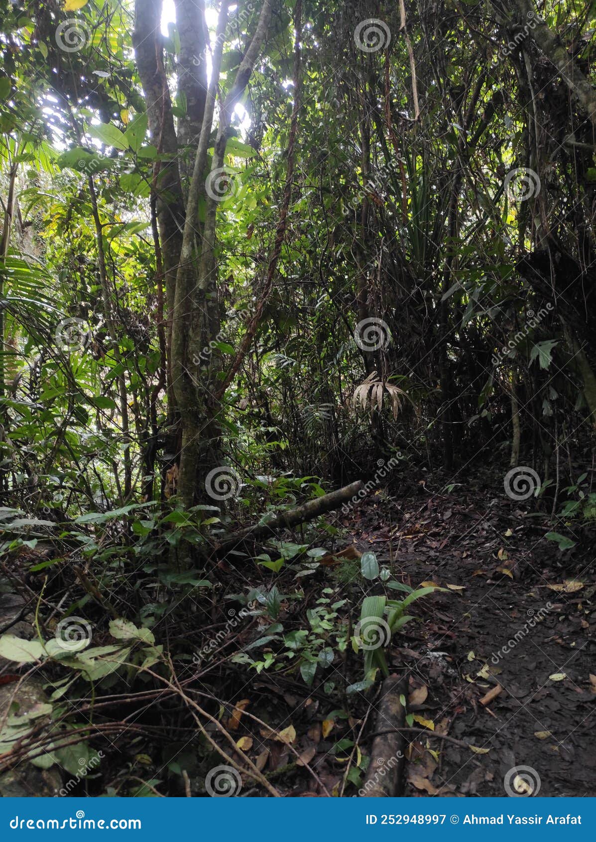 Forest Mountains Raung East Java Stock Image - Image of vegetation ...