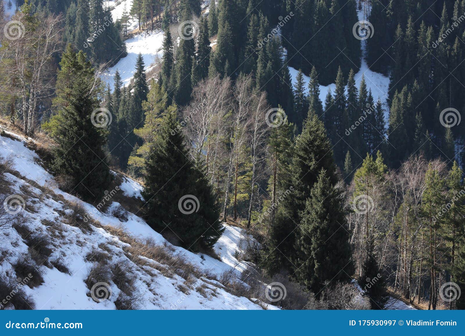 Forest in the Mountains in Spring. Stock Image - Image of walks ...