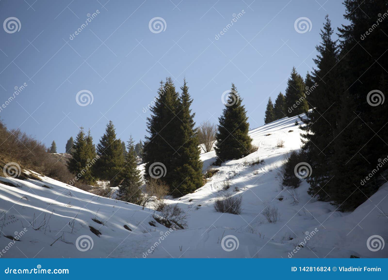 Forest in the Mountains in the Spring. Stock Photo - Image of soft ...