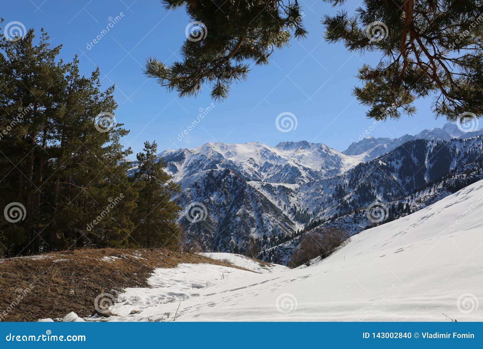 Forest in the Mountains in the Spring. Stock Photo - Image of landscape ...