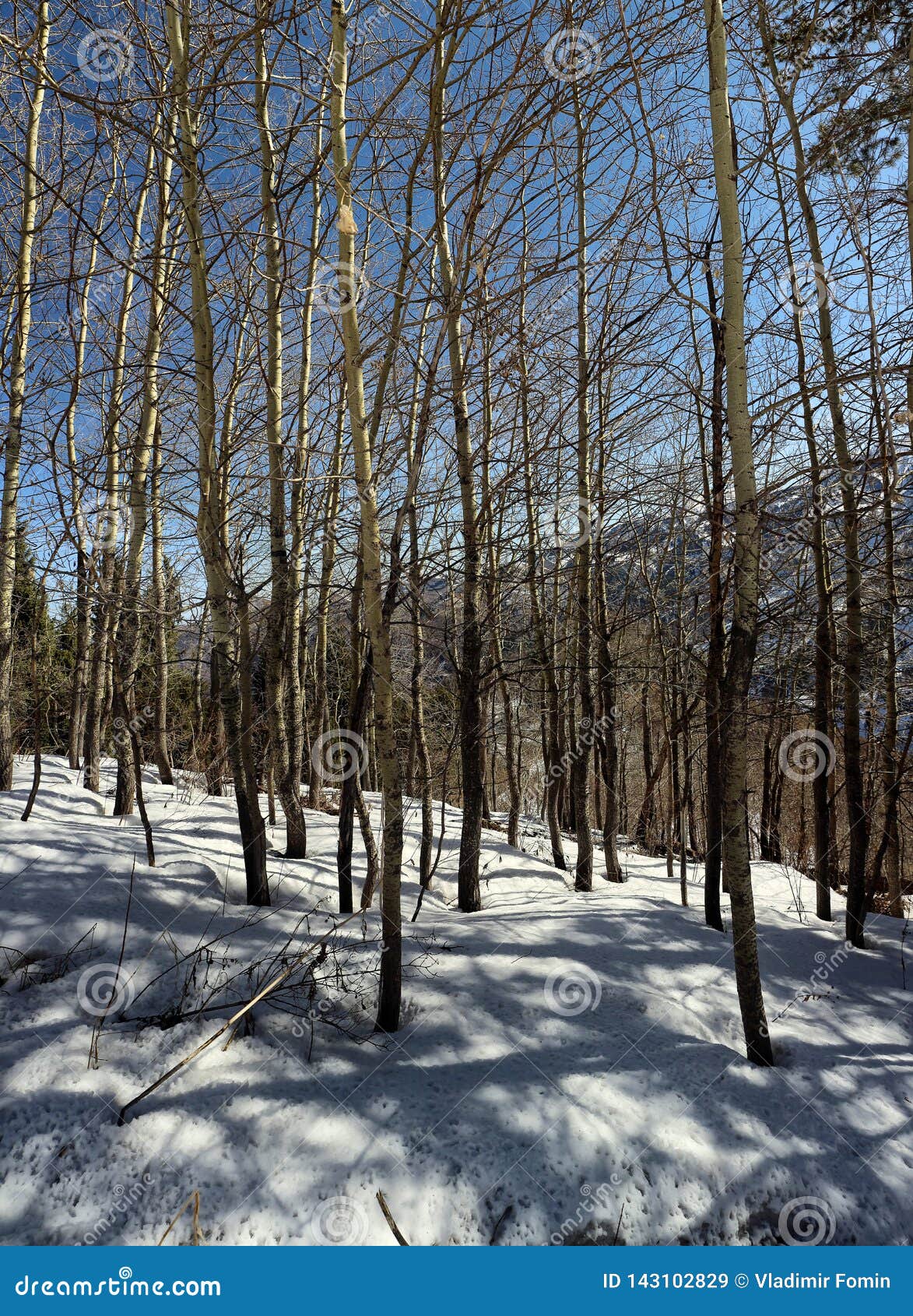 Forest in the Mountains in the Spring. Stock Image - Image of soft ...