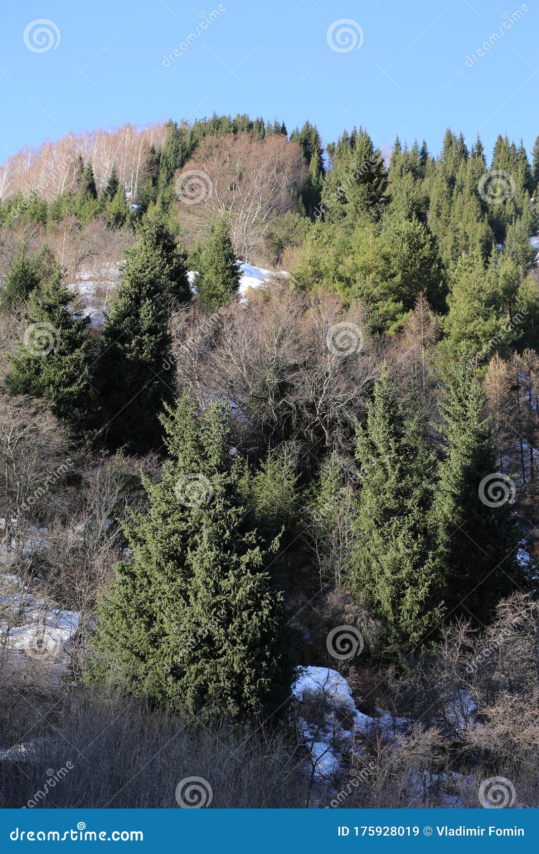 Forest in the Mountains in Spring. Stock Image - Image of motion ...