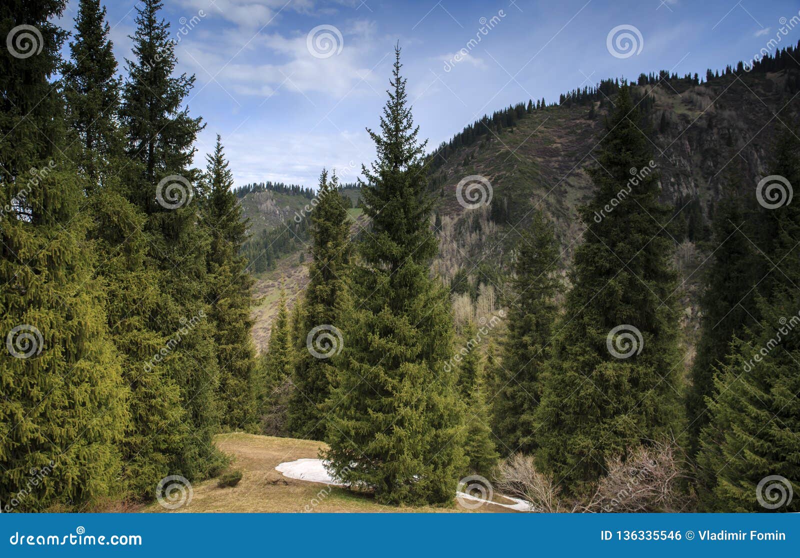 Forest in the Mountains in Summer. Stock Photo - Image of abstract ...
