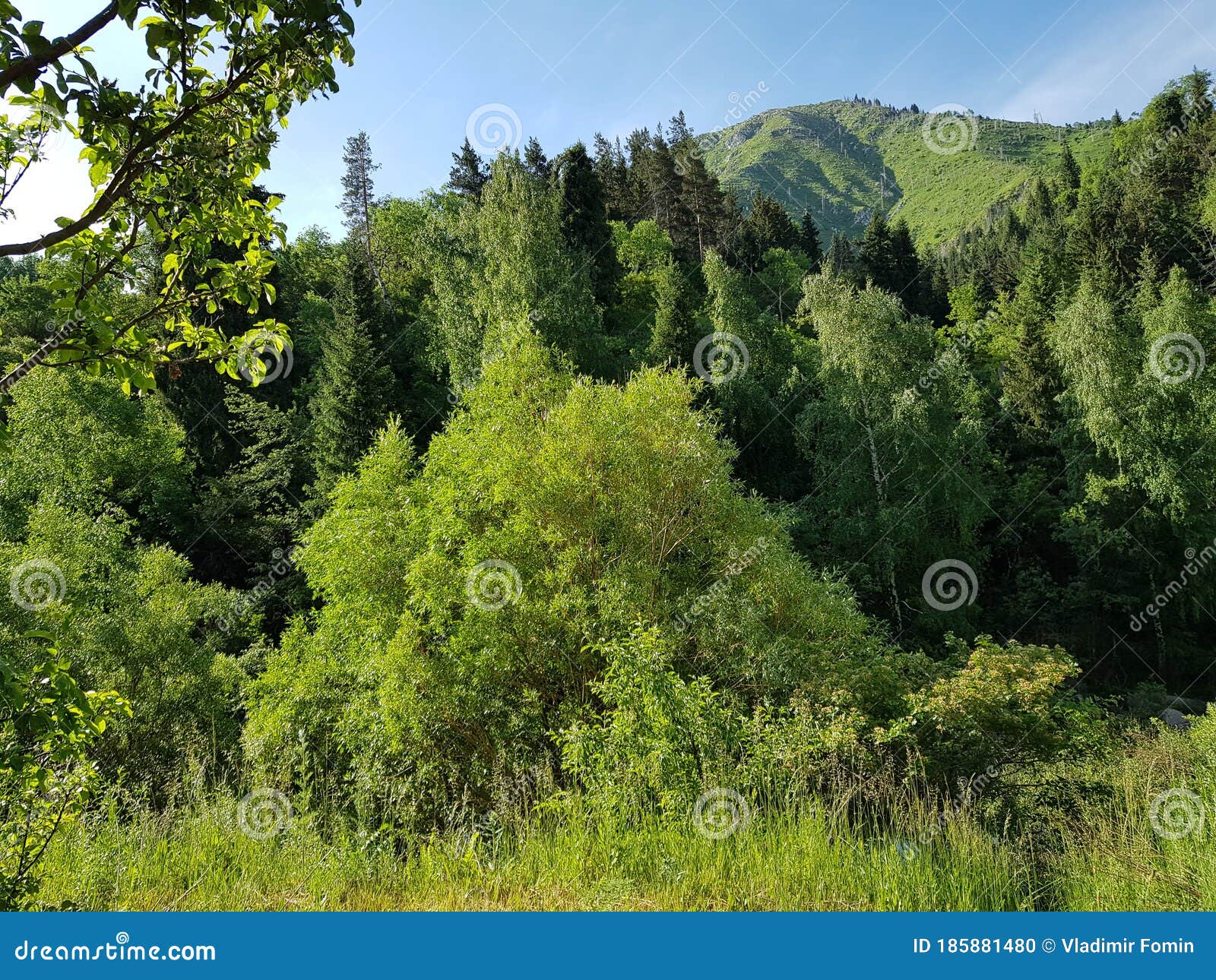 Forest in the Mountains in Summer. Stock Photo - Image of mountains ...