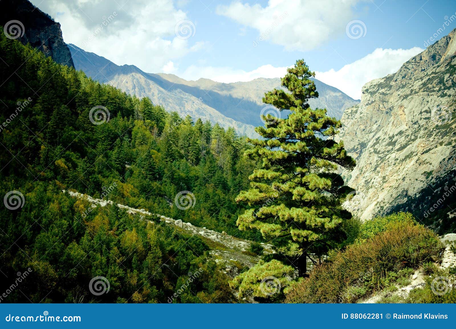 Forest in Mountains Valley Himalayas Stock Image - Image of park ...