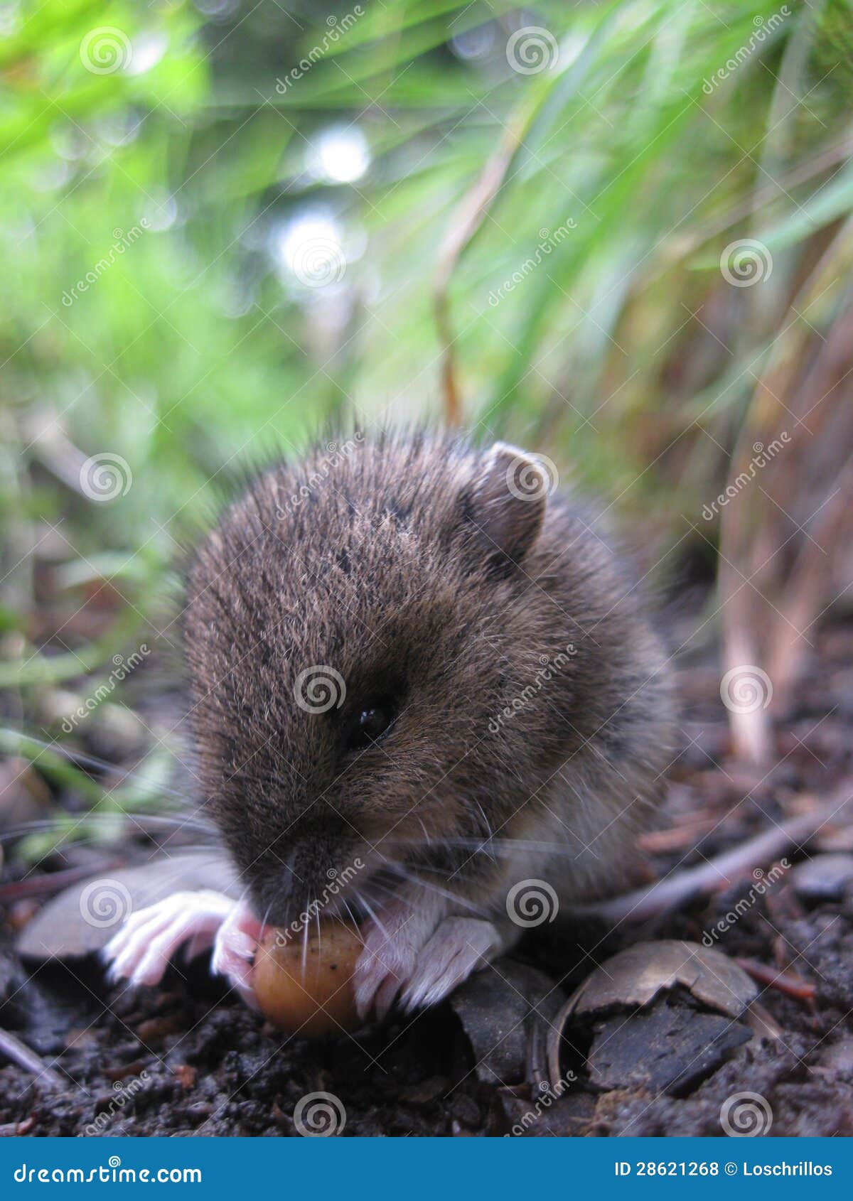 Forest mouse stock photo. Image of forest, mouse, macro - 28621268