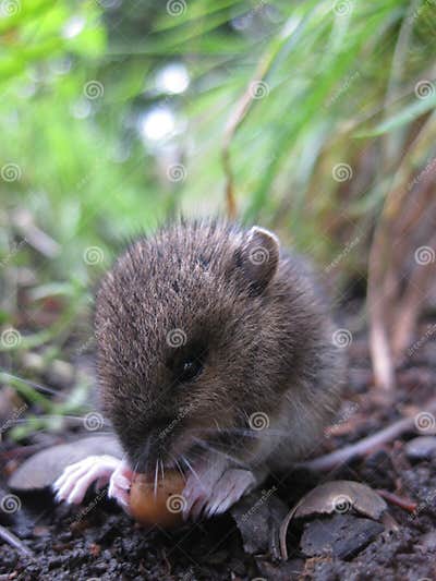 Forest mouse stock photo. Image of forest, mouse, macro - 28621268