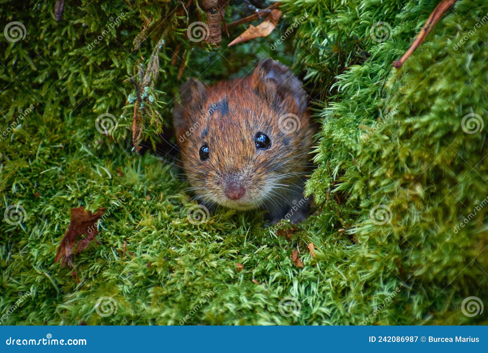 Forest Mouse in the Burrow (Apodemus Sylvaticus) Stock Image - Image of ...