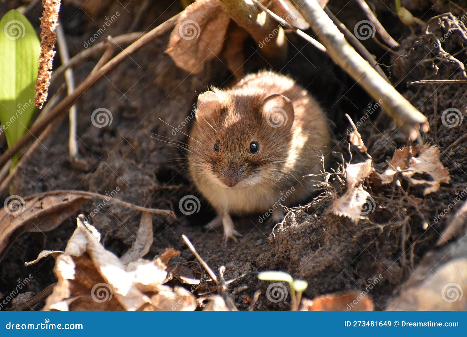 Forest Mouse Came To Look at Me Stock Image - Image of forest, mammal ...
