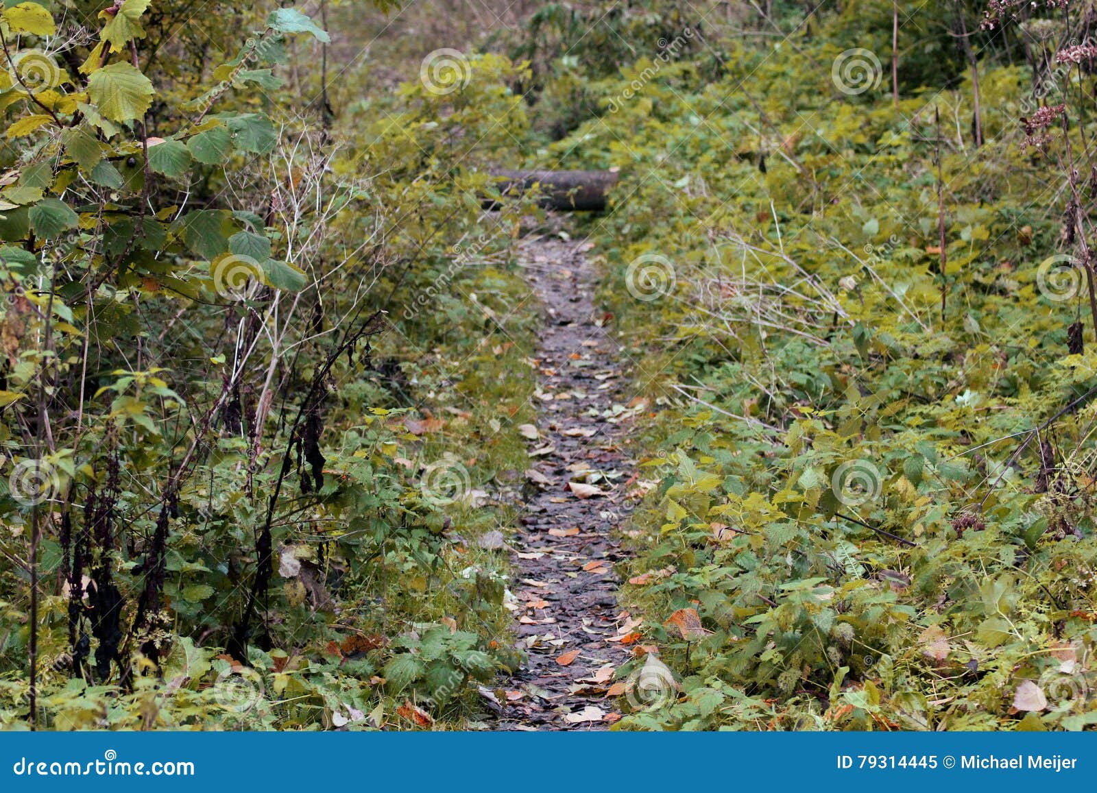 Forest mud path stock image. Image of road, nature, trees - 79314445