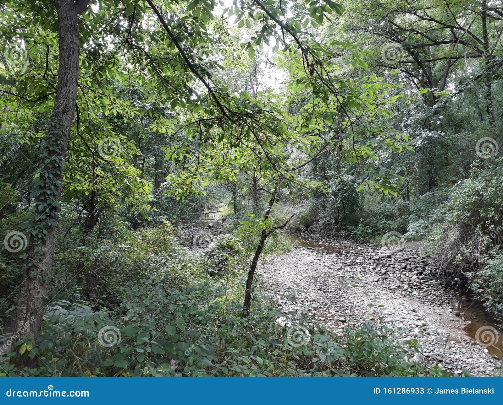 Forest with a muddy path stock image. Image of leaves - 161286933