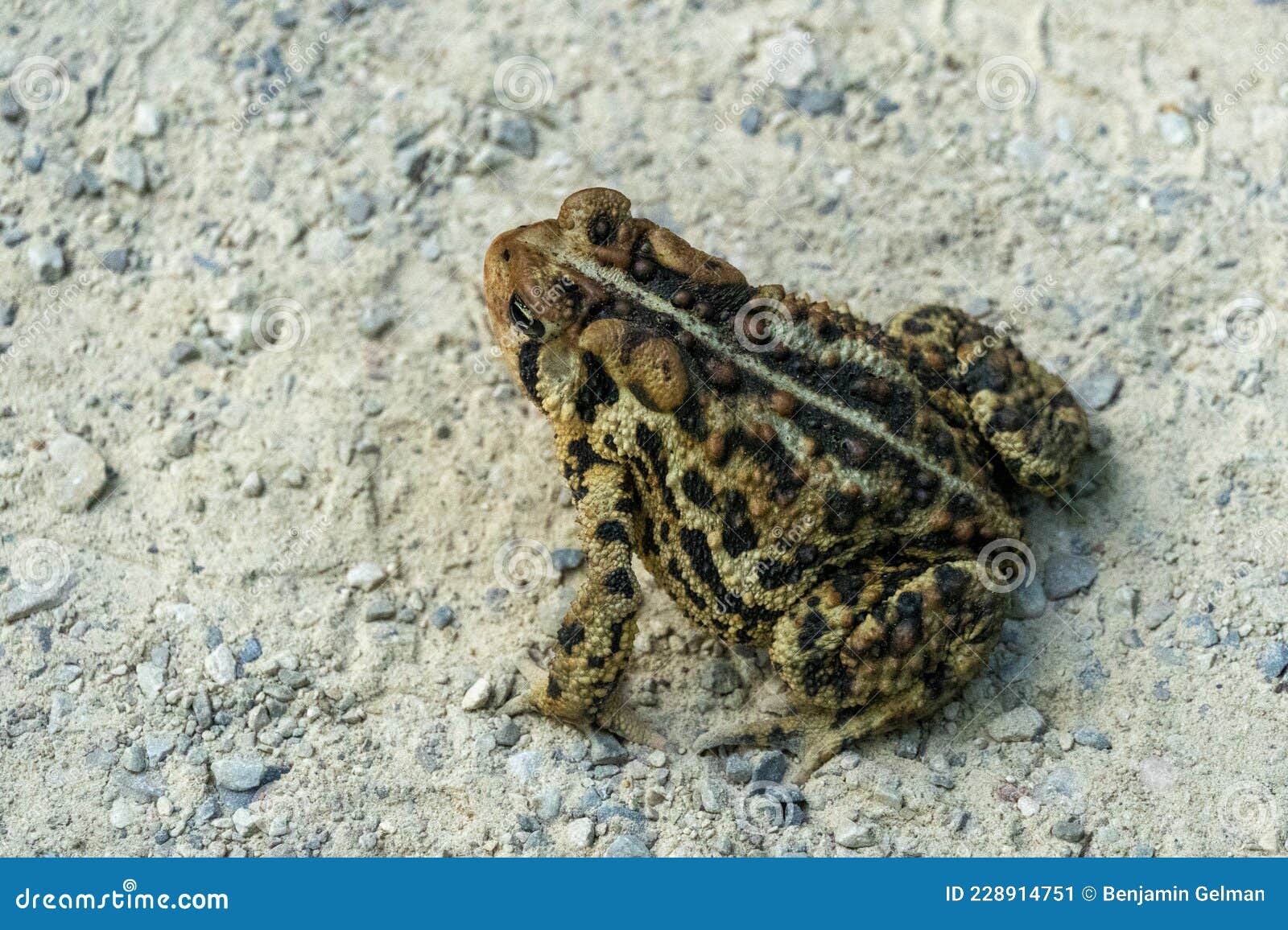 Forest multi-colored toad stock image. Image of nature - 228914751