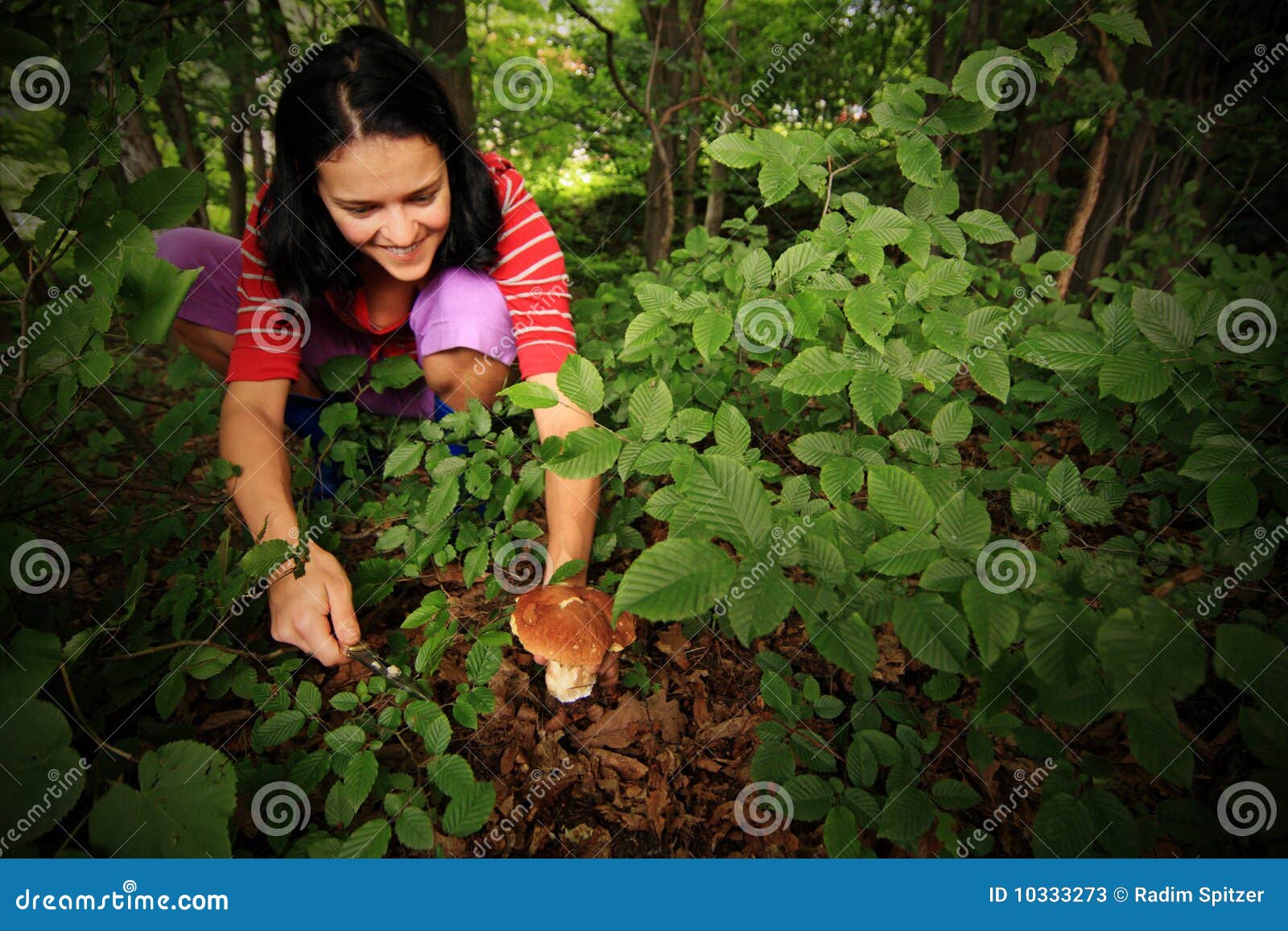 Mushroom Picking In The Forest. Mushroom Boletus Edilus. Popular White ...