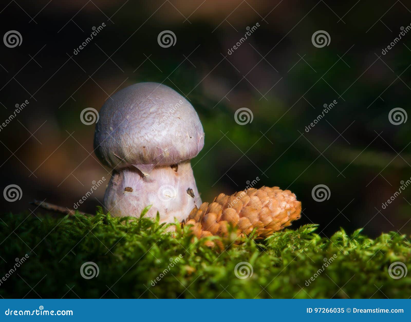 Forest Mushroom in the Sun. Stock Image - Image of mushroom ...