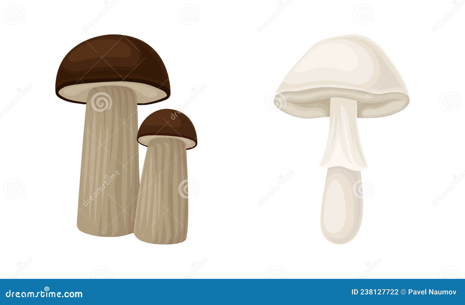 Forest Mushroom or Toadstool with Stem and Cap Isolated on White ...