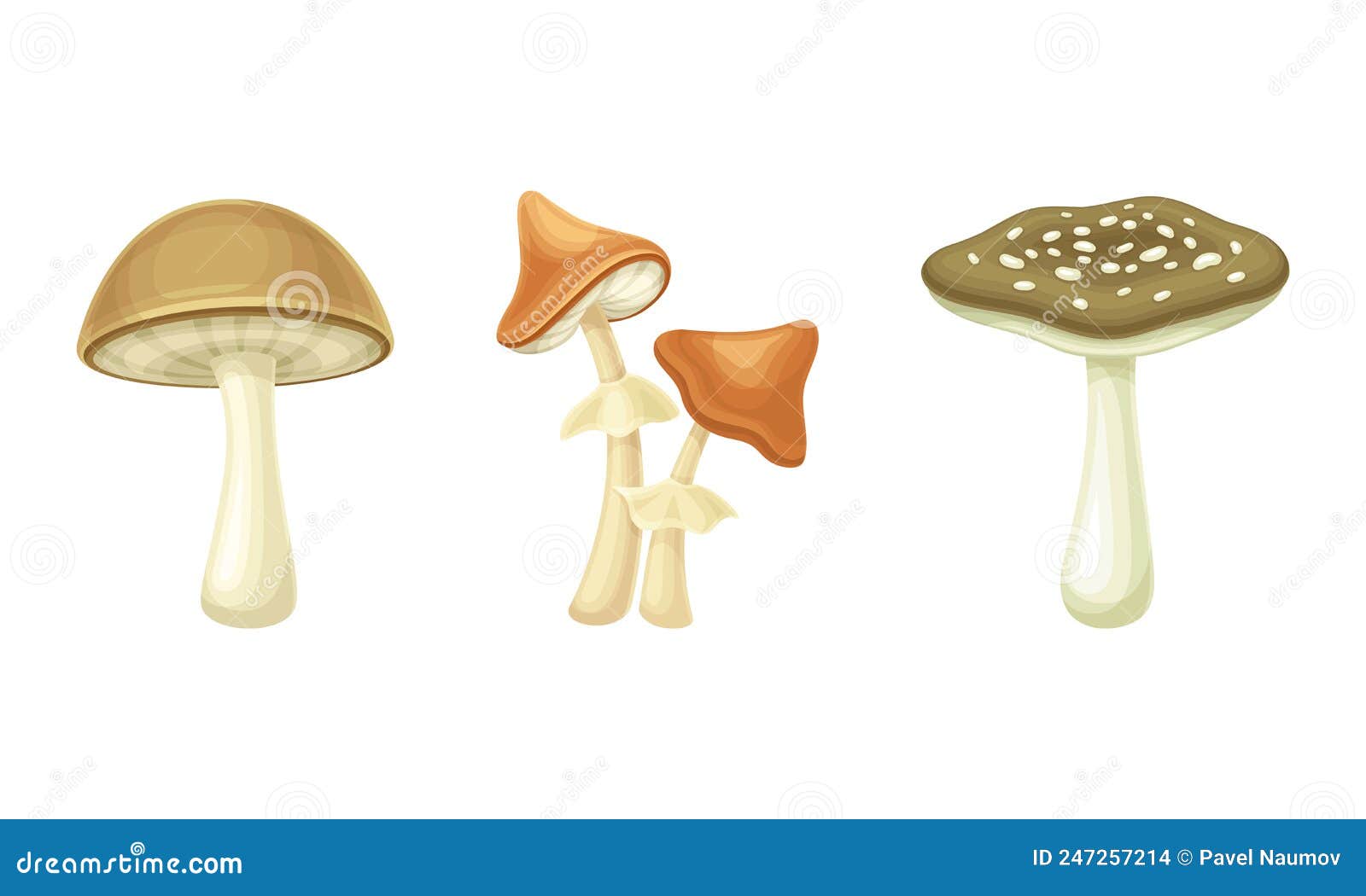 Forest Mushroom or Toadstool with Stem and Cap Isolated on White ...