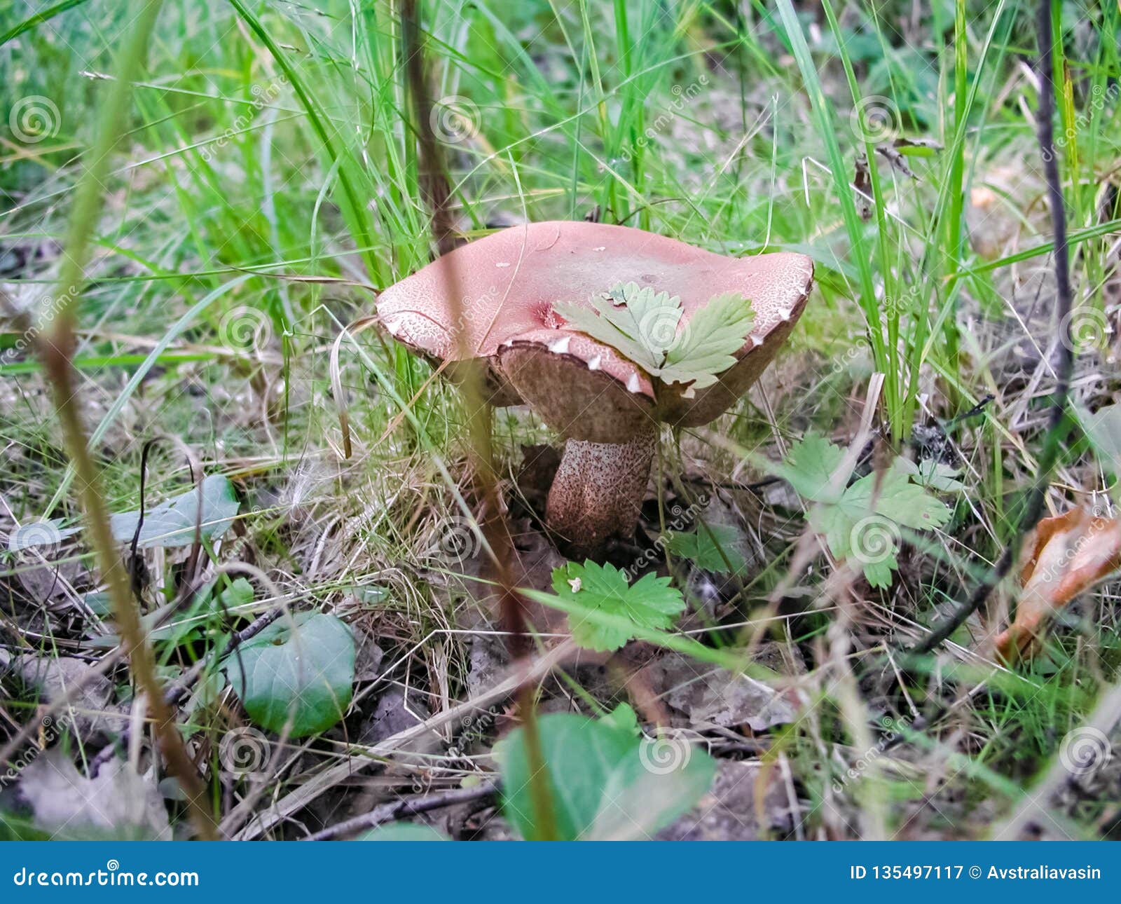 Forest Mushrooms. Edible Mushrooms In The Forest Litter Stock Image ...