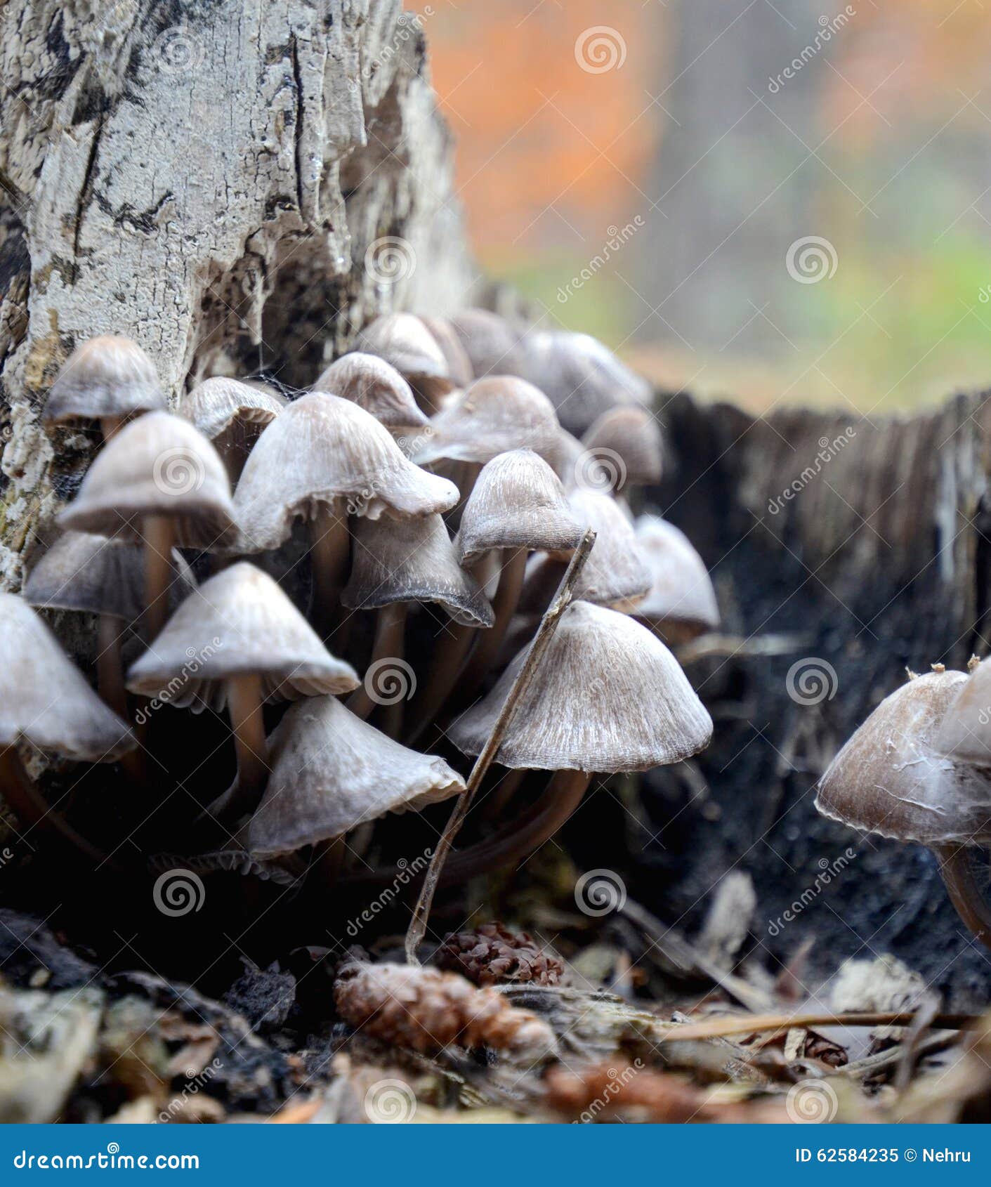 Forest Mushrooms Growing on a Dead Tree Stock Image - Image of small ...