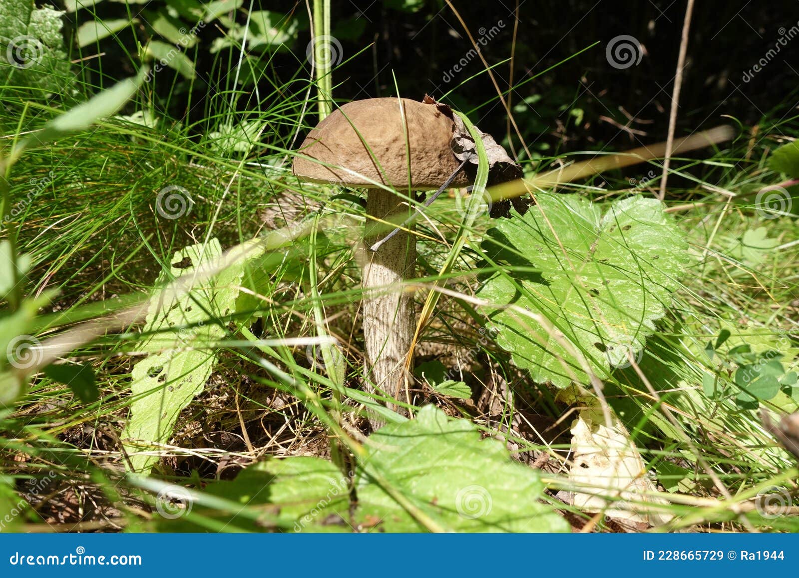 Forest Mushrooms. Picking Mushrooms in the Forest Stock Image - Image ...