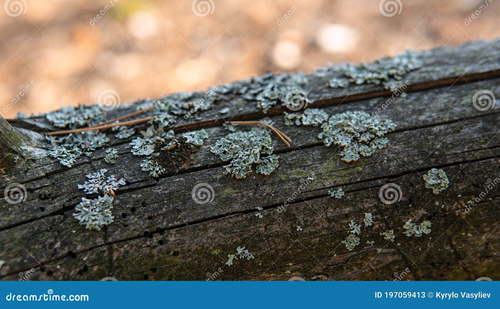 .forest Mycelium, Habitat for Mushrooms in Nature Stock Image - Image ...
