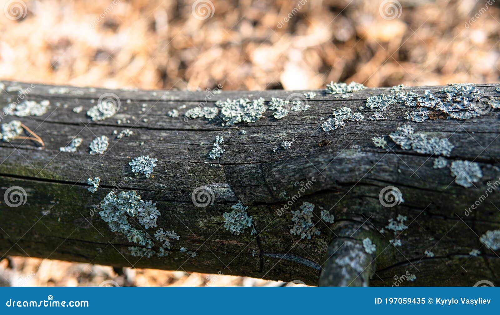 .forest Mycelium, Habitat for Mushrooms in Nature Stock Image - Image ...
