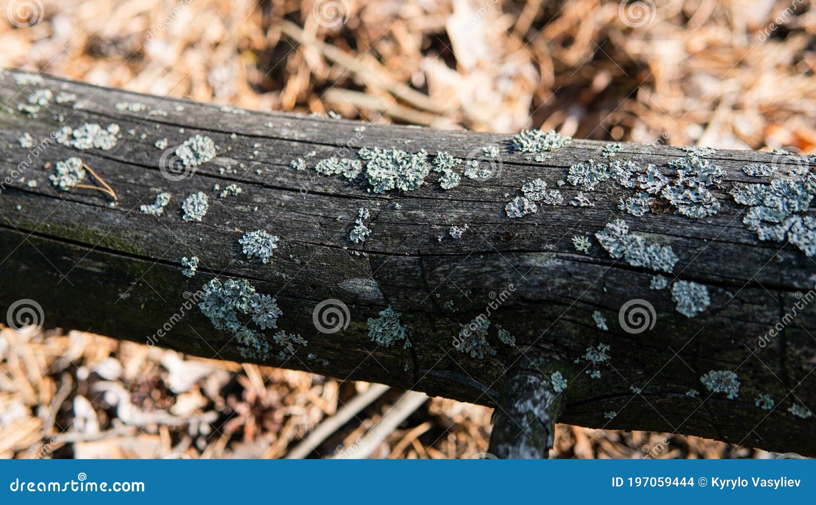 .forest Mycelium, Habitat for Mushrooms in Nature Stock Photo - Image ...