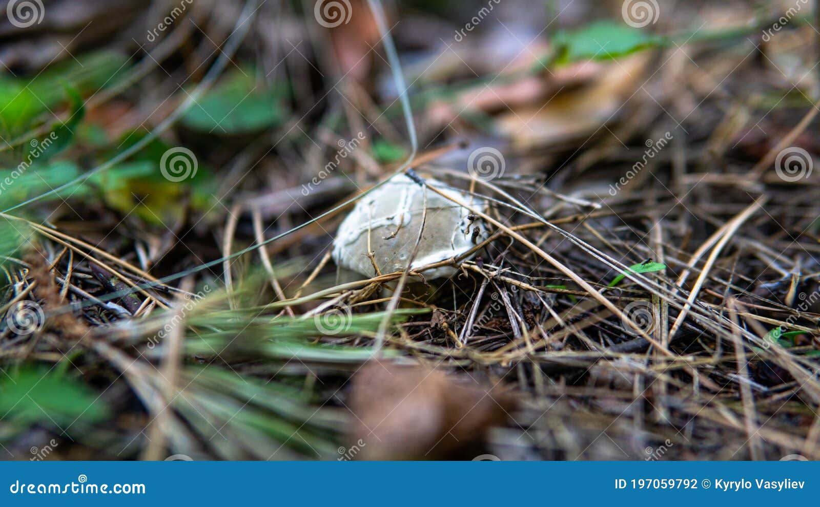 .forest Mycelium, Habitat for Mushrooms in Nature Stock Photo - Image ...