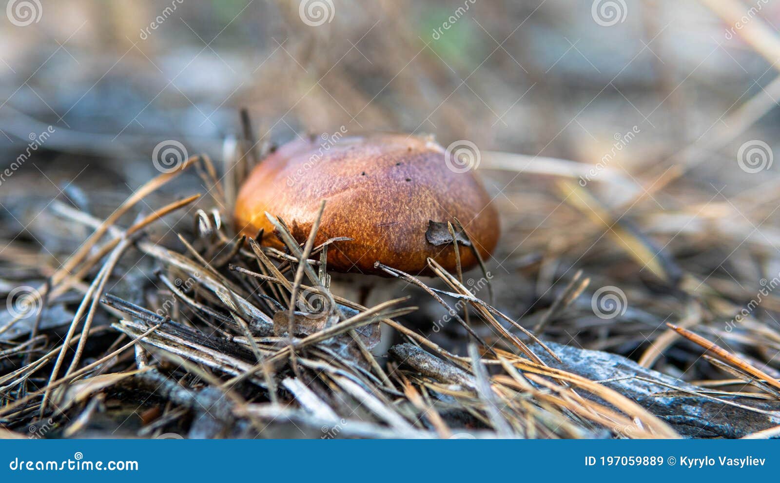 .forest Mycelium, Habitat for Mushrooms in Nature Stock Image - Image ...
